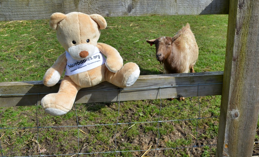 Nait bear visits NYC, and spends time with Ethan Jones in Hampshire ...